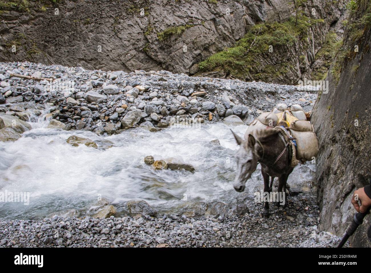 Mule Caravan crosses the Himalayan river on the way to Shey, Upper ...