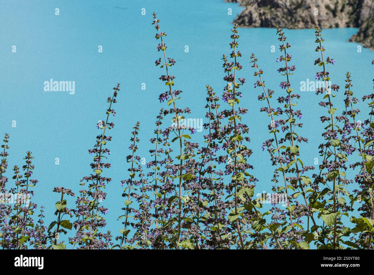 Shey Phoksundo Lake, located in the Ringmo Village is a stunning alpine ...