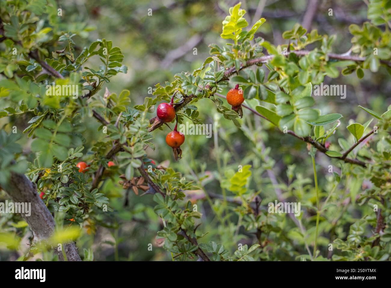 Rosa sericea or the silk rose thriving above 2500 m in Dolpa. Nepal ...