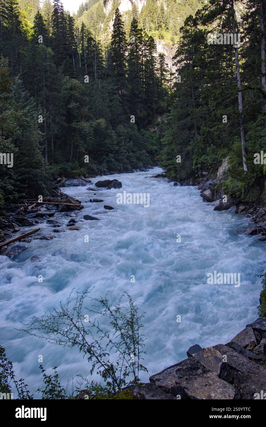 Bheri River along the pine tree forest in Dolpa, Nepal Stock Photo - Alamy