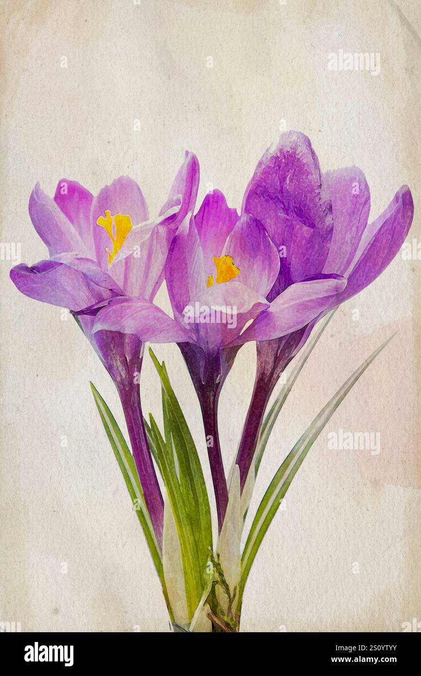 Illustration of watercolor purple crocus on a vintage background Stock ...