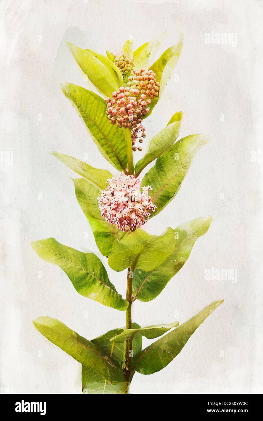 Illustration of watercolor Milkweed flowers on a vintage background ...