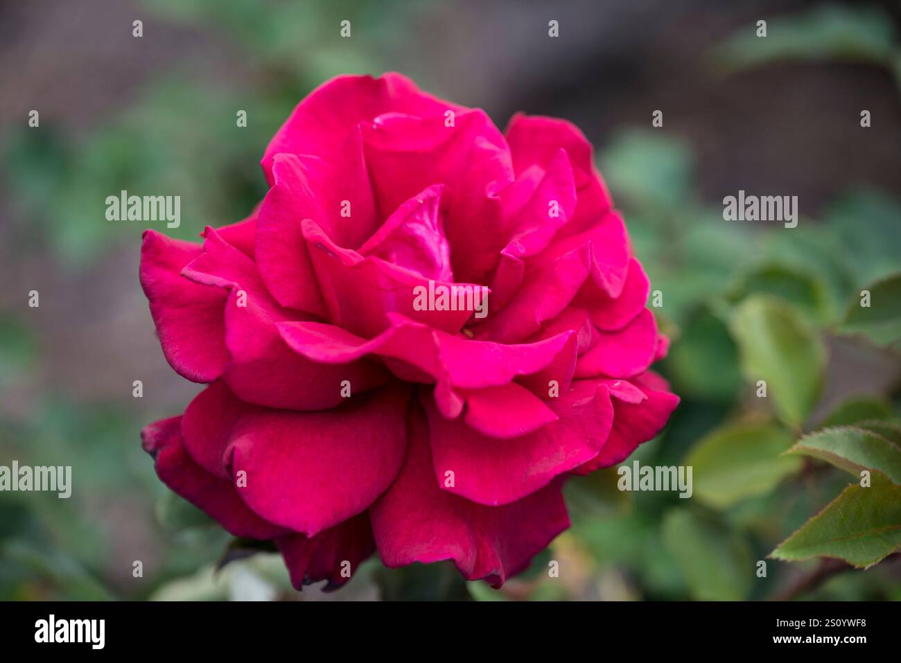 Firefighter rose hi-res stock photography and images - Alamy