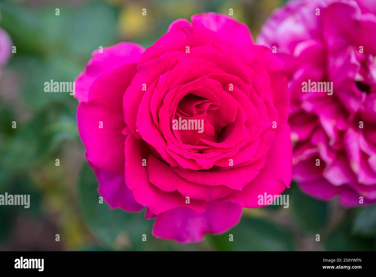 Rosa GOOD SAMARITAN Stock Photo - Alamy