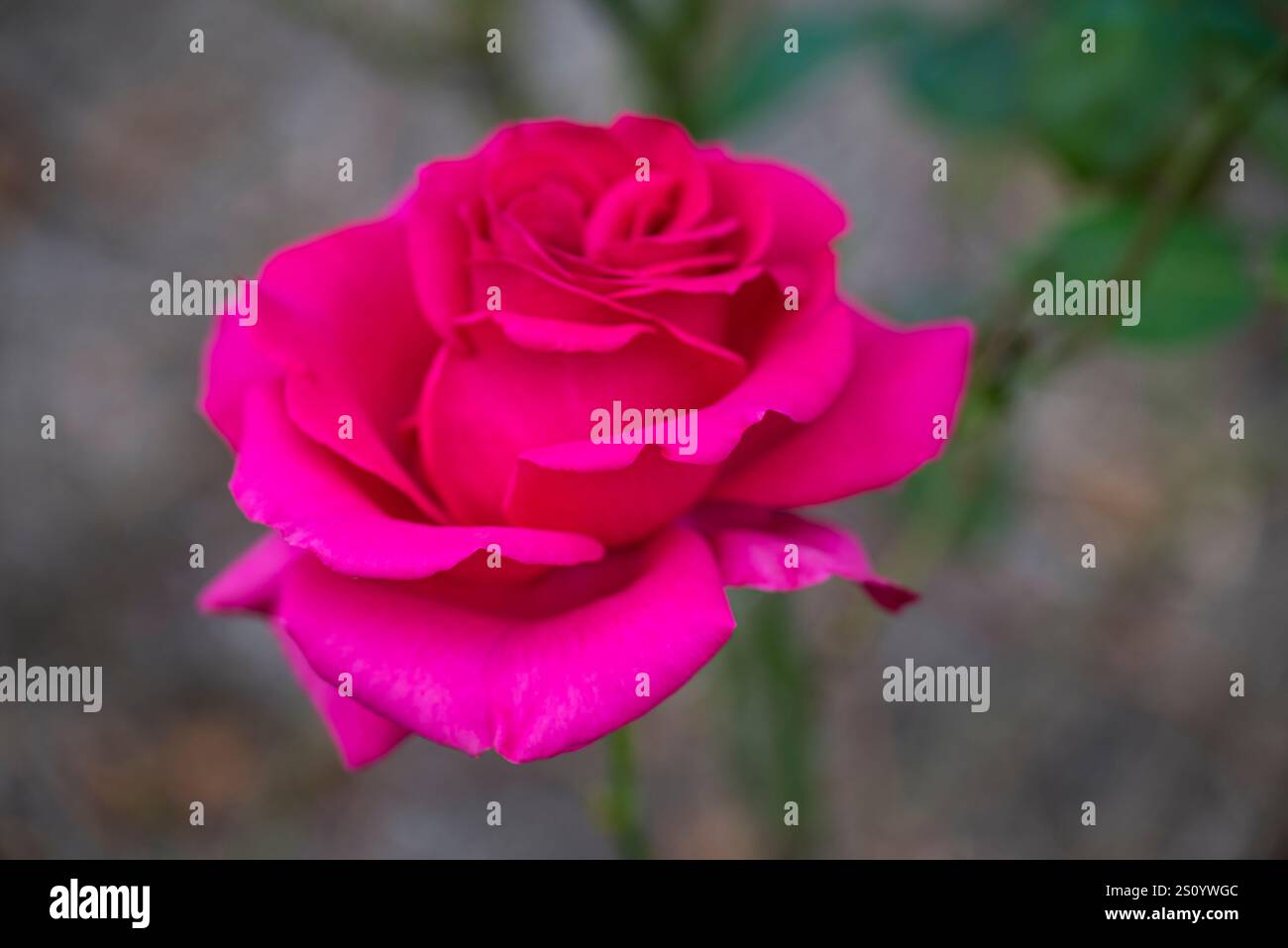 Rosa GOOD SAMARITAN Stock Photo - Alamy