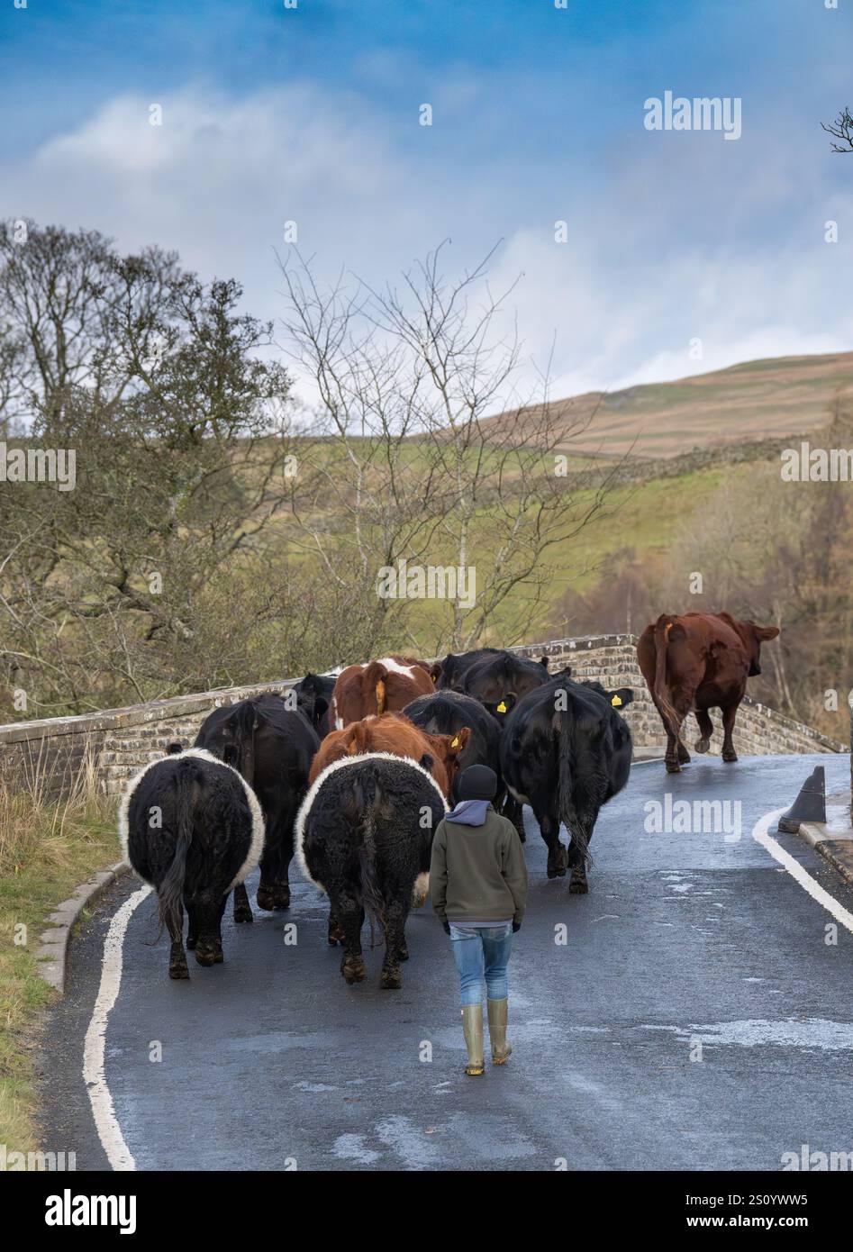 Moving cattle along the road in Wensleydale to fresh pastures ...