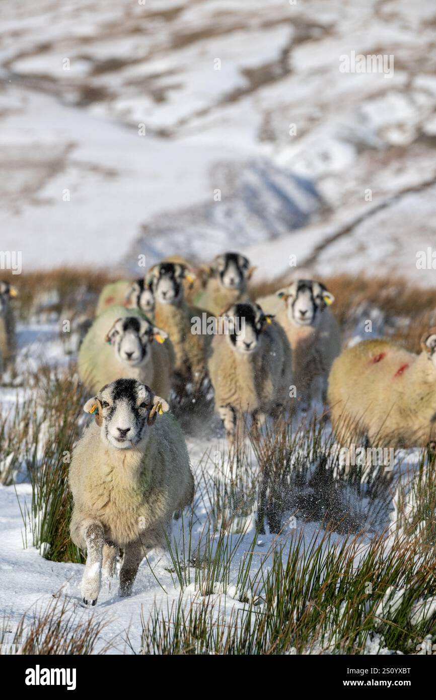 Flock of Swaledale ewes in a snow covered upland pasture. Swaledale ...