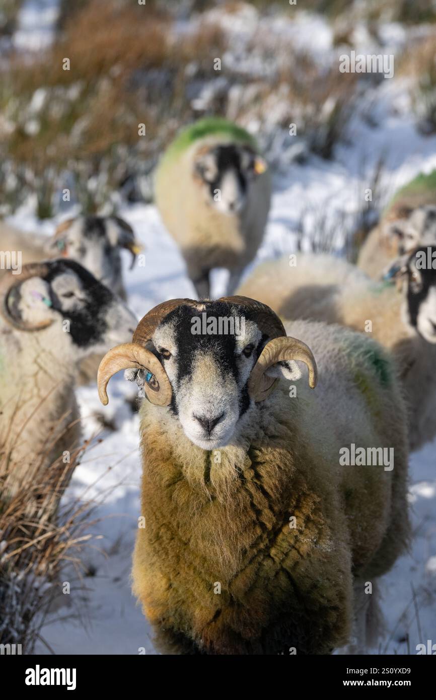 Swaledale ram in with his flock of ewes at the end of tupping time, in ...