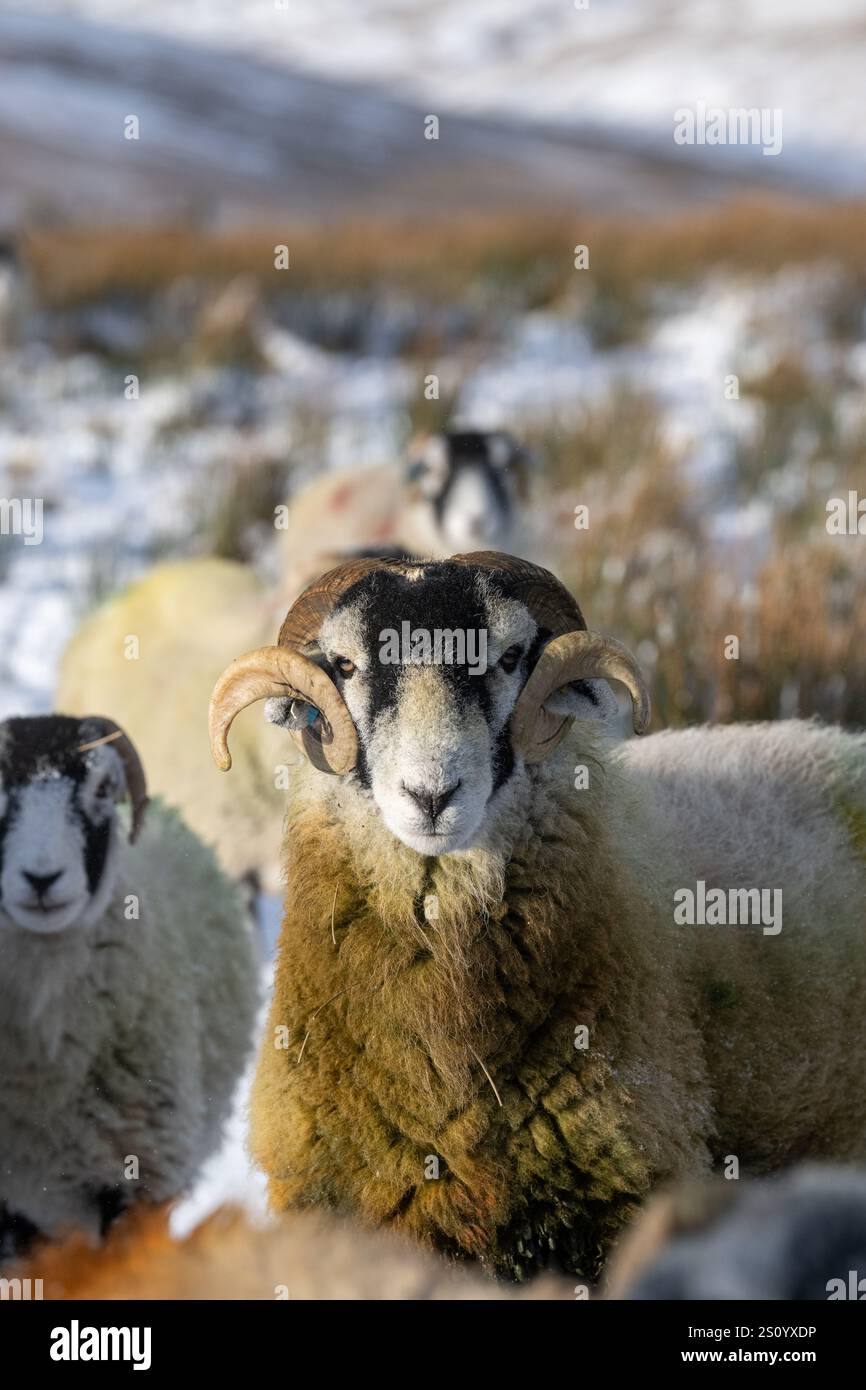 Swaledale ram in with his flock of ewes at the end of tupping time, in ...