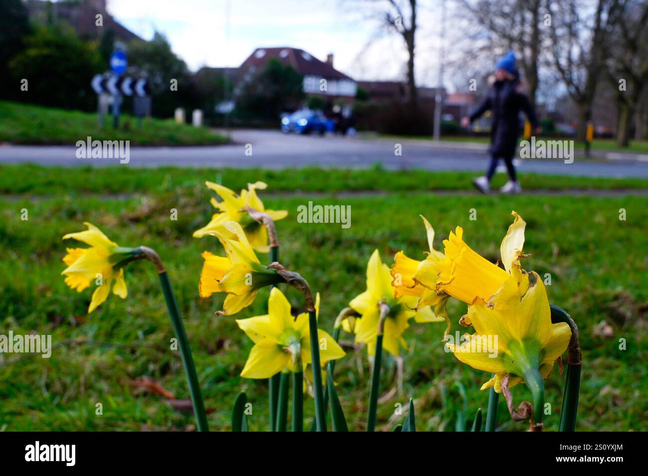 Daffodils in bloom in Liverpool. The UK is braced for an "unsettled ...