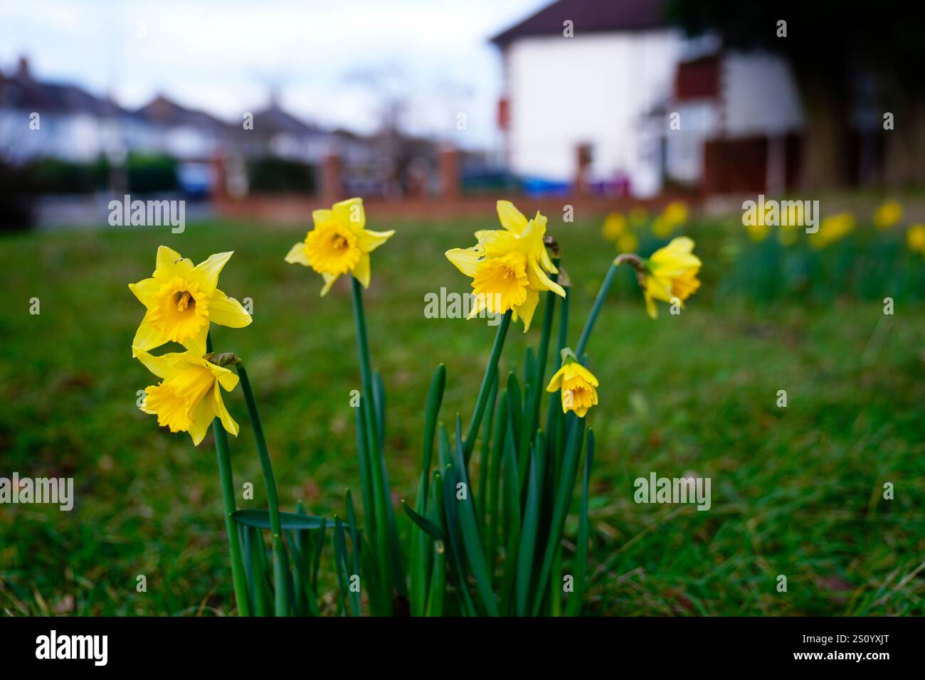 Daffodils in bloom in Liverpool. The UK is braced for an "unsettled ...