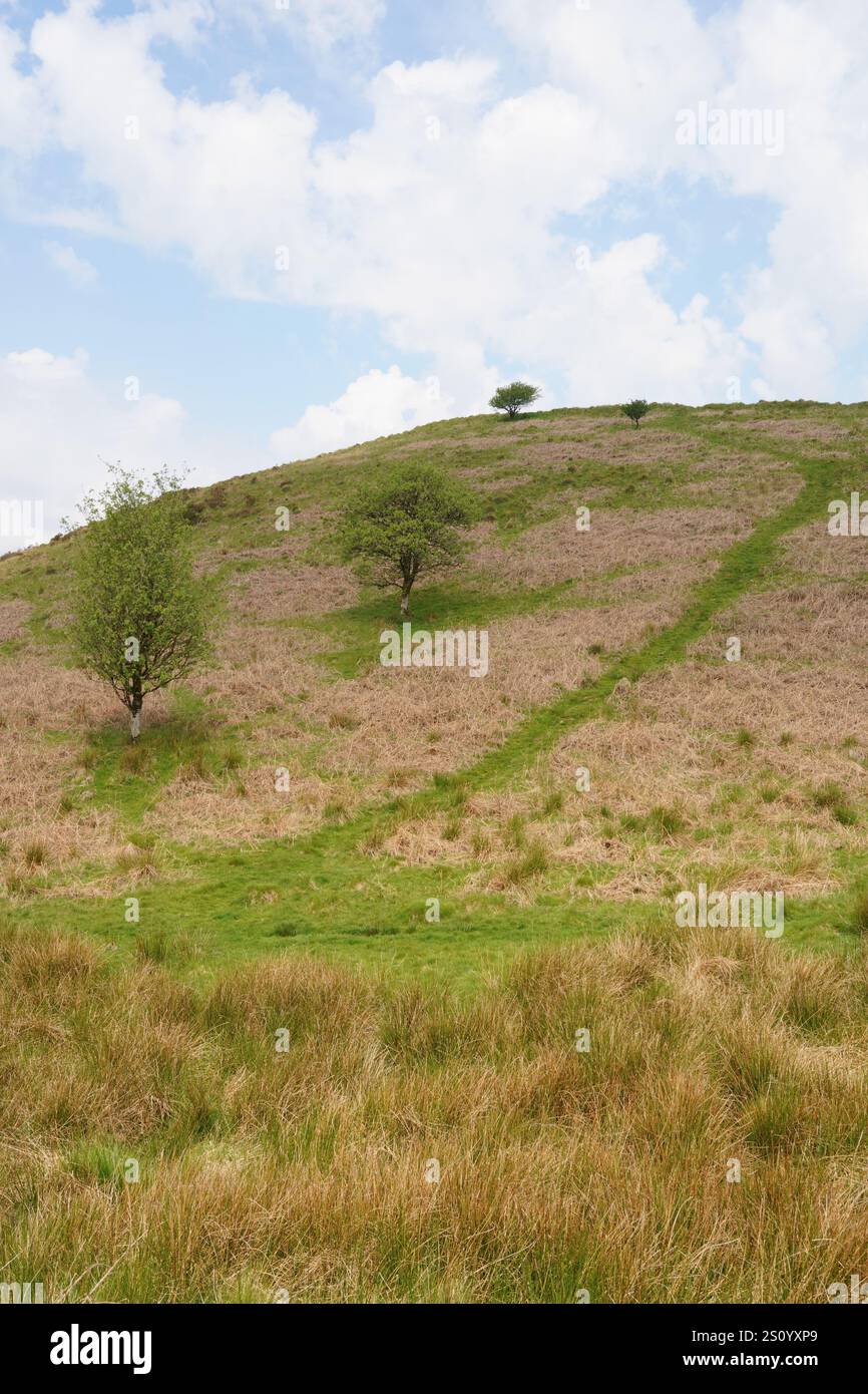 Cow Castle Iron Age Hillfort, Nr Simonsbath, Exmoor National Park ...