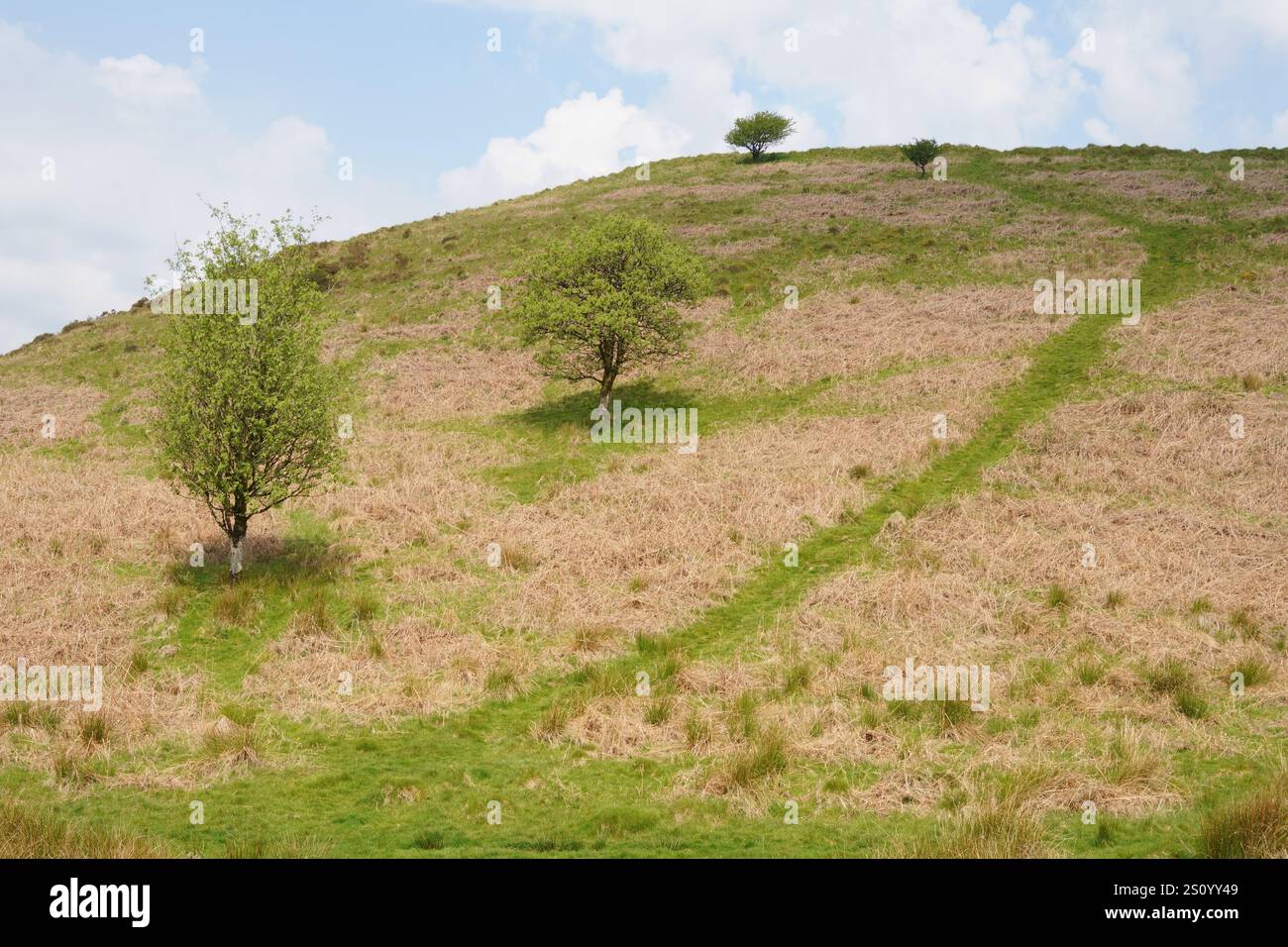 Cow Castle Iron Age Hillfort, Nr Simonsbath, Exmoor National Park ...