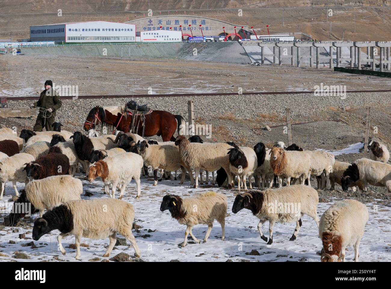 (241230) -- URUMQI, Dec. 30, 2024 (Xinhua) -- A shepherd herds sheep ...