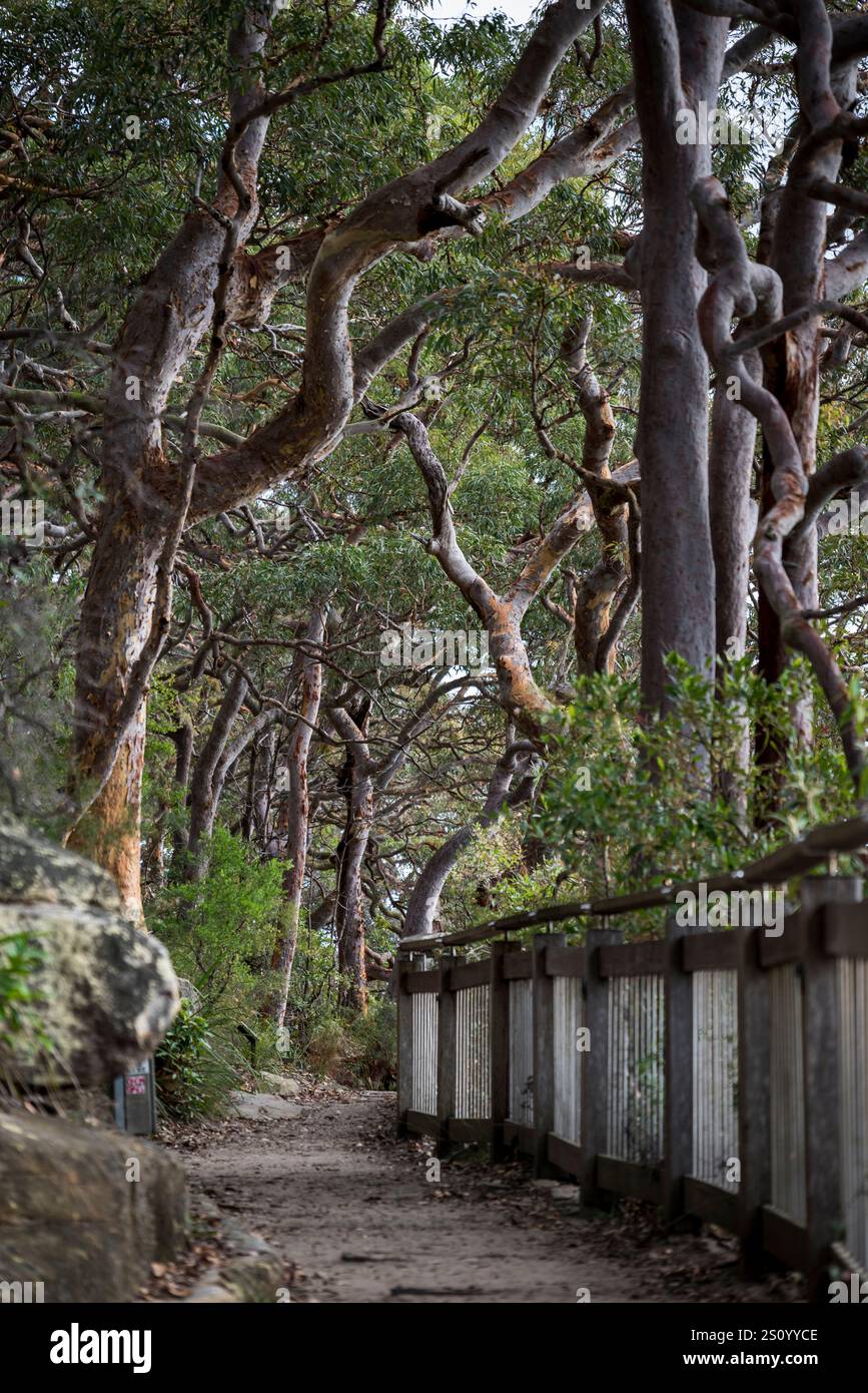 Old eucalyptus trees along the Bradleys Head to Chowder Bay walk ...