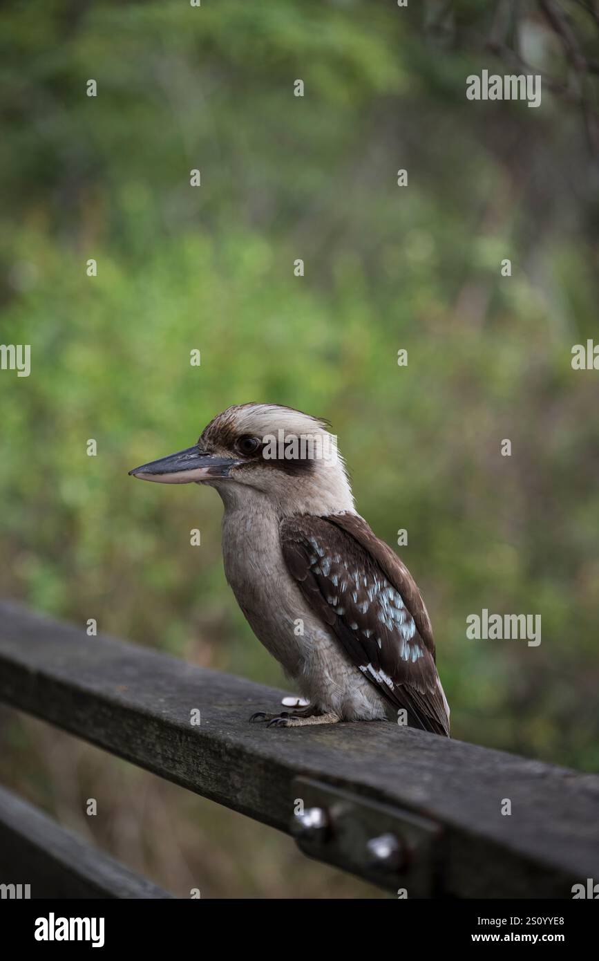 Kookaburra - a terrestrial tree kingfisher of the genus Dacelo native ...