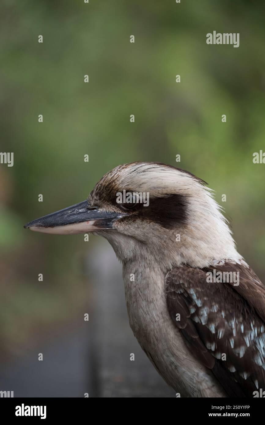 Kookaburra - a terrestrial tree kingfisher of the genus Dacelo native ...
