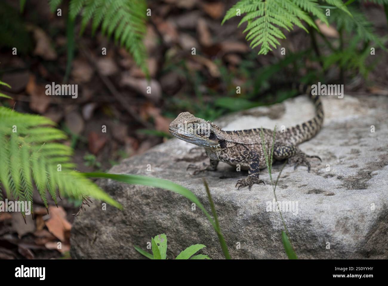 Water dragon lizard on Bradleys Head to Chowder Bay walk, Sydney, NSW ...