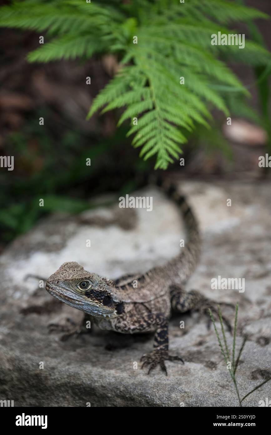 Water dragon lizard on Bradleys Head to Chowder Bay walk, Sydney, NSW ...