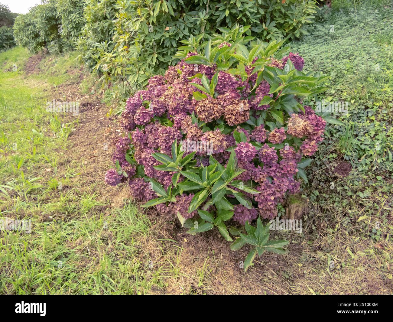 Hydrangea shrub with dry purple flower heads and new green growth in ...