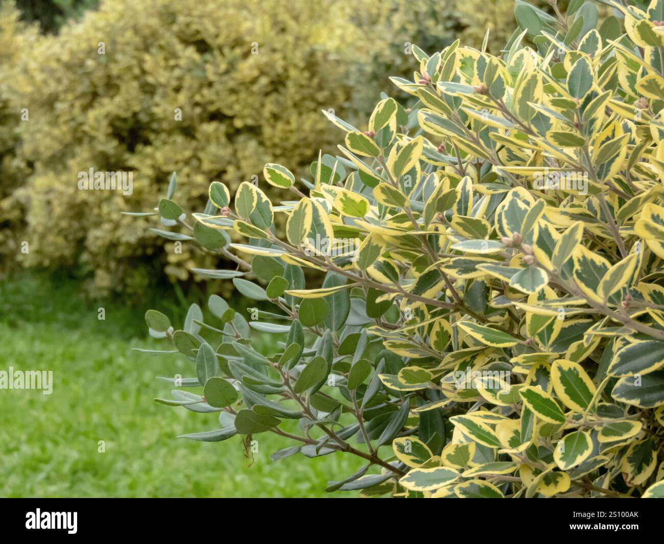 Metrosideros excelsa variegata shrub with variegated and green branches ...