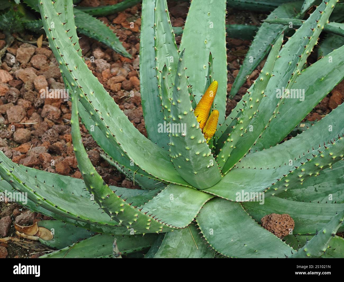 green aloe vera plant and yellow seeds in the garden Stock Photo - Alamy