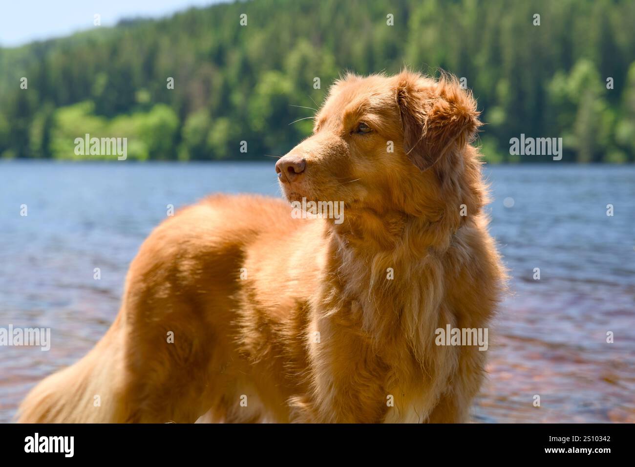 Nova scotia duck tolling retriever (toller) dog in the mountains Stock ...