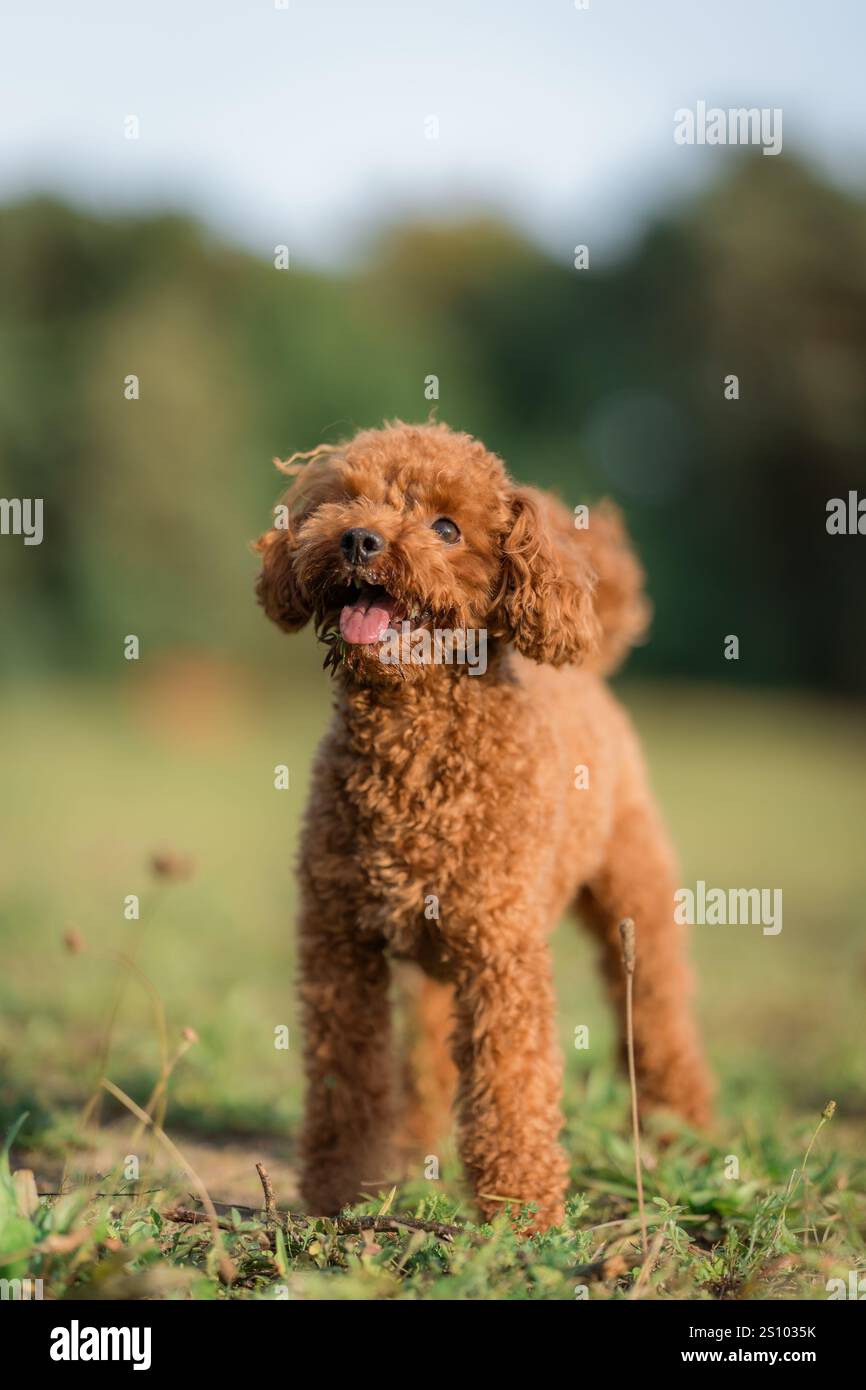 A brown toy poodle dog with its tongue sticking out. Happy active toy ...
