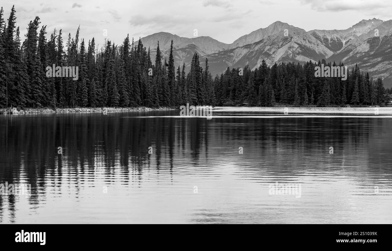 Beauvert Lake pine trees reflection panorama in black and white, Jasper ...