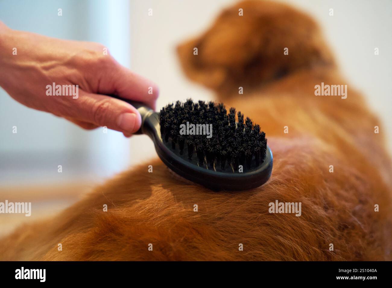 Dog grooming. Brushing the coat of a Nova Scotia Duck Tolling Retriever ...