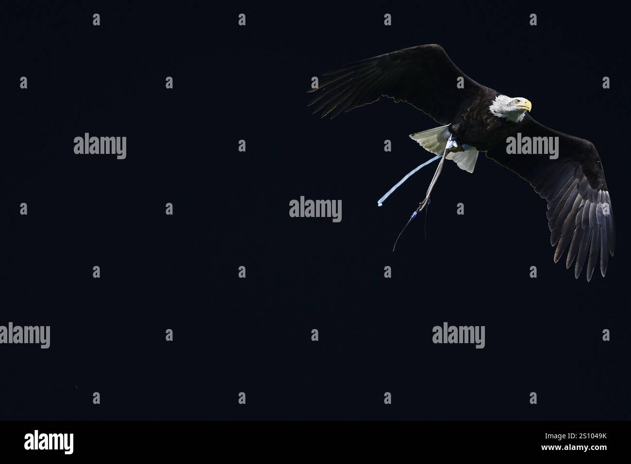 Rome, Italy. 28th Dec, 2024. Mascotte of the SS Lazio Eagle Olimpia ...