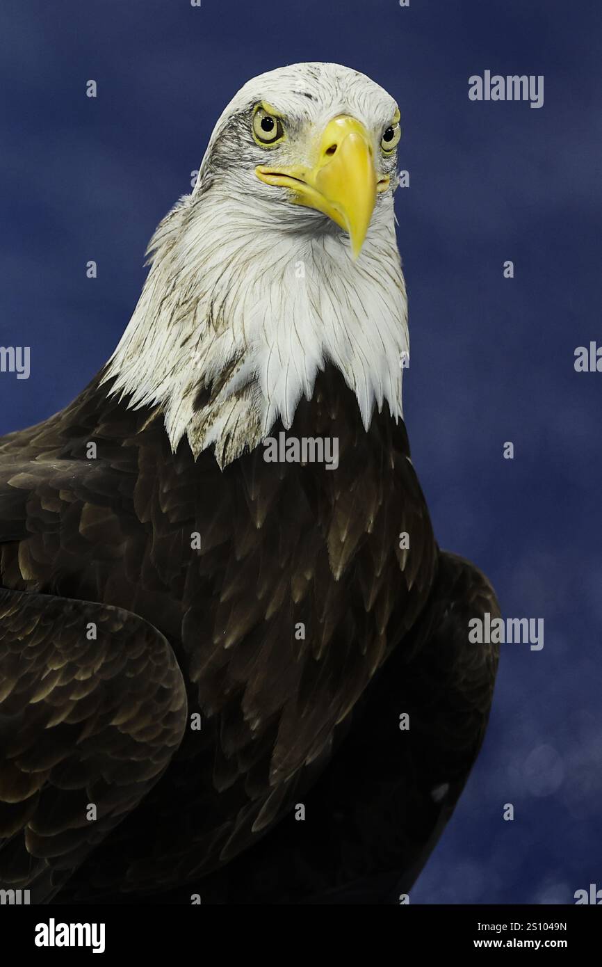 Rome, Italy. 28th Dec, 2024. Mascotte of the SS Lazio Eagle Olimpia ...