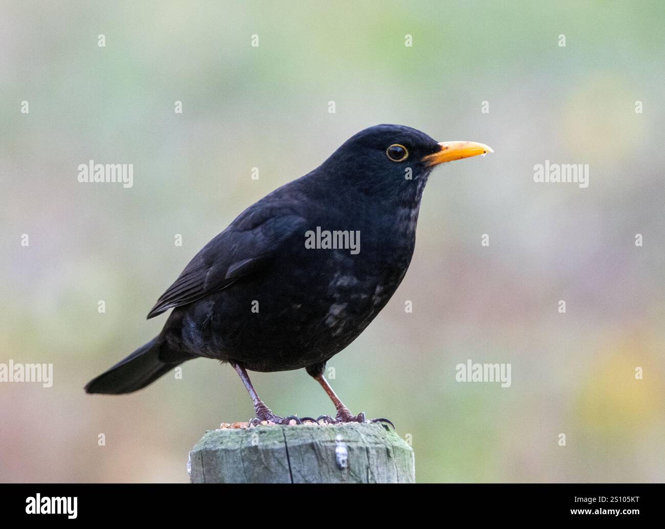 Male Blackbird (Turdus merula Stock Photo - Alamy