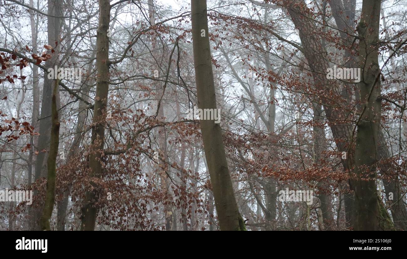 Beech leaves surprise in a misty mixed Forest Stock Photo - Alamy