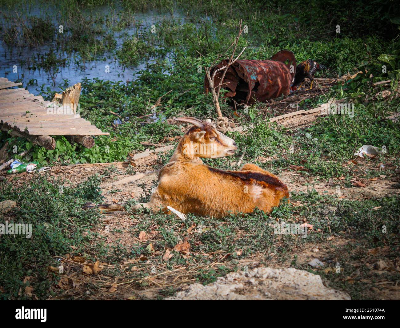Rural life in Cuba: Cuban goat, an example of tropical livestock ...