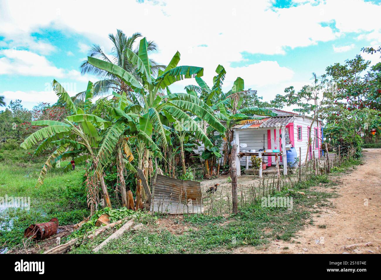 A Tropical Farm Life: Flourishing Banana Trees in Cuba's Countryside ...