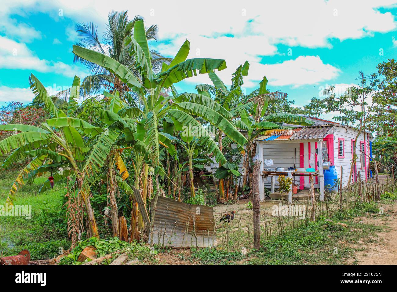 A Tropical Farm Life: Flourishing Banana Trees in Cuba's Countryside ...