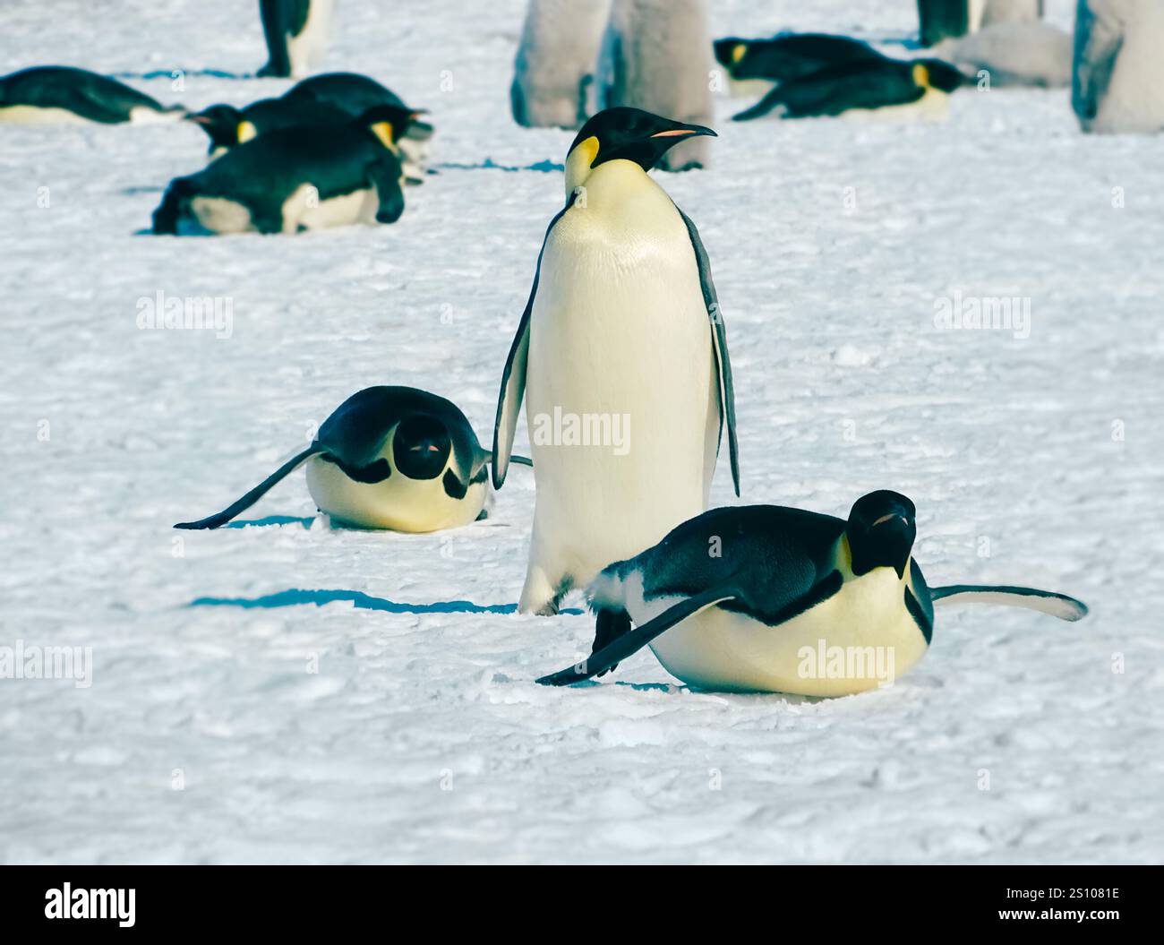 King penguins in Antarctica, artic animals in the nature habitat Stock ...