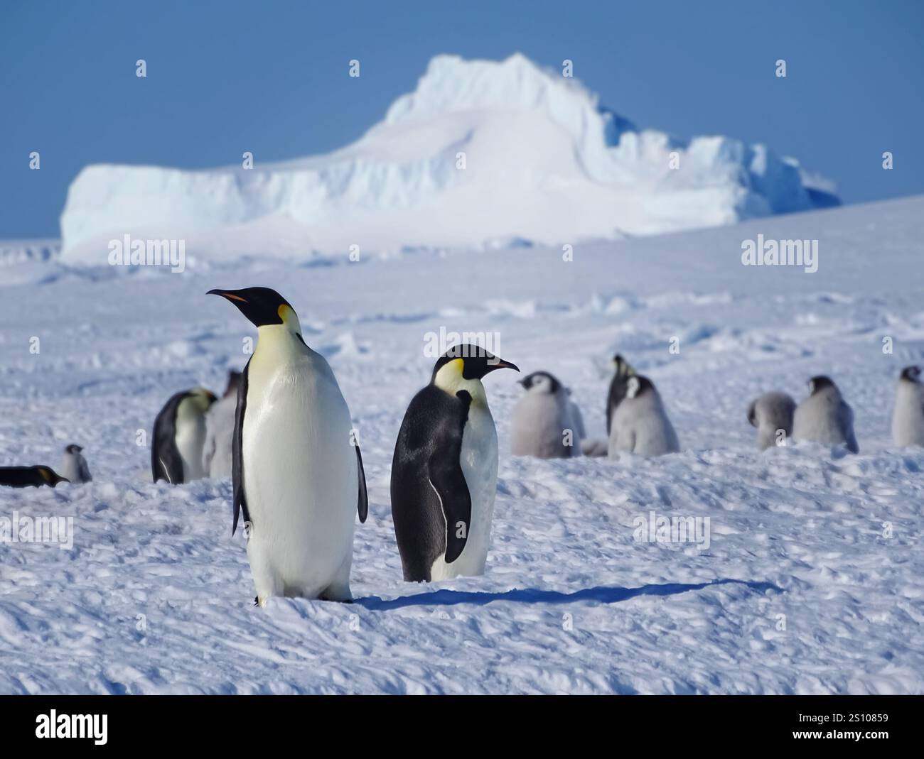 Emperor Penguins. Majestic species of penguin. King penguins in ...