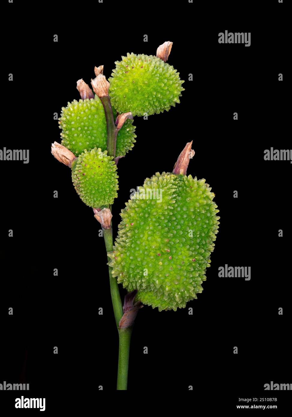 A close up of the unusual seed pods of Canna patens against a plain ...