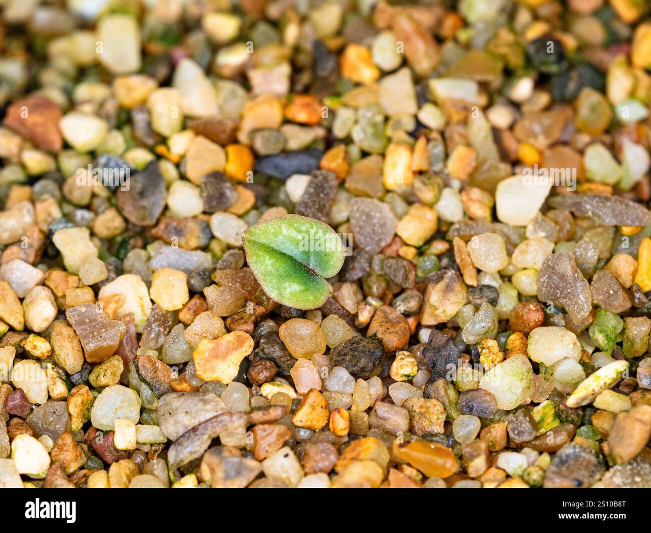 The first leaf on a newly germinating cyclamen seed Stock Photo - Alamy