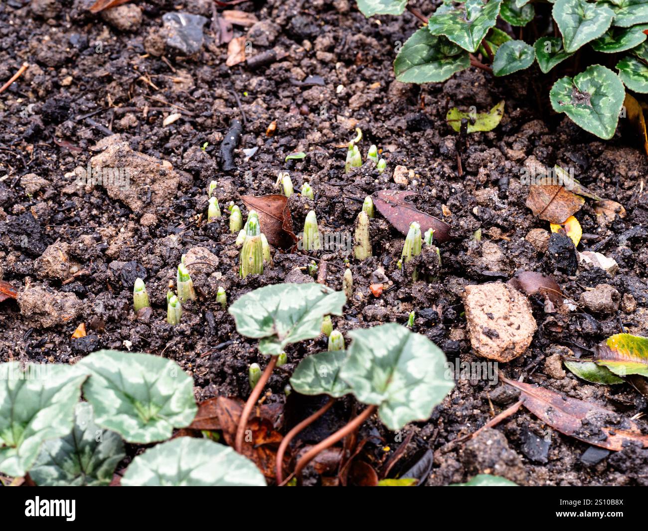 A close up of newmly emerged snowdrop shoots early in the spring Stock ...