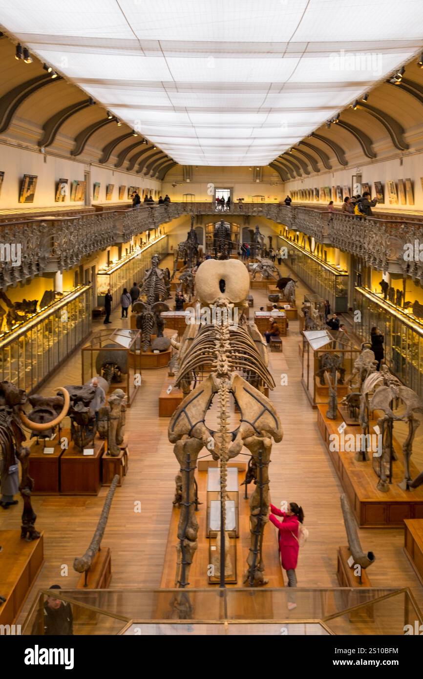 An elevated view of ancient mammal bones and skeletons in the Hall of ...
