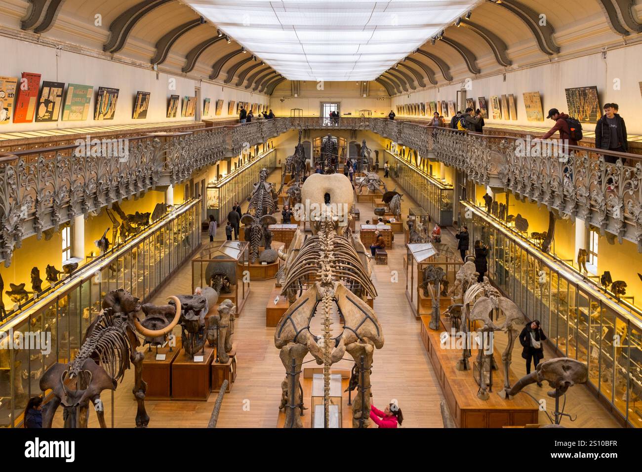 An elevated view of ancient mammal bones and skeletons in the Hall of ...