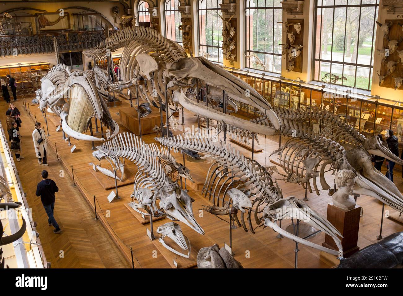 An elevated view of marine mammal bones and skeletons in the Hall of ...
