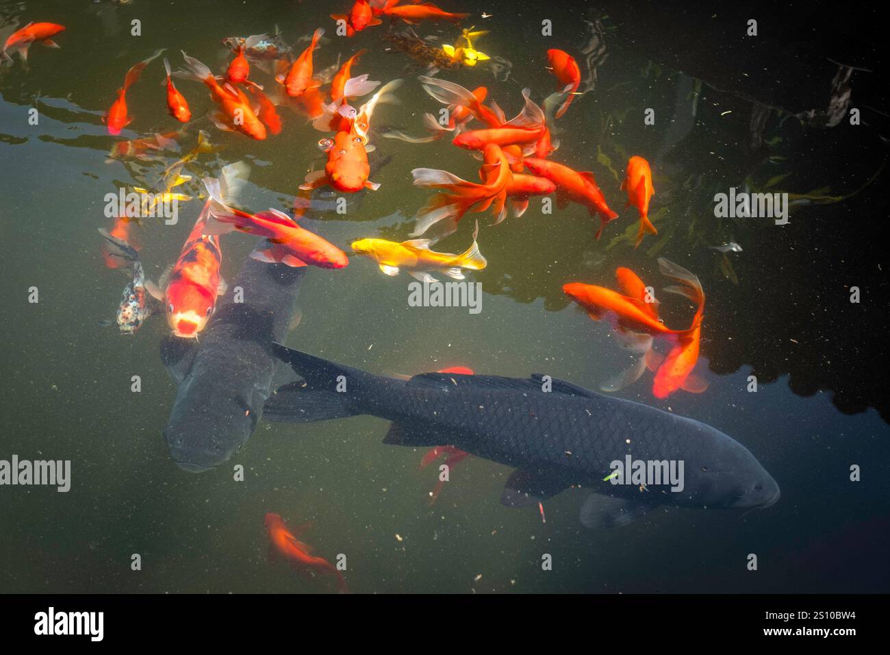China, Yantai, 2018-05-30, street, city, red fish, water, basin, fish ...
