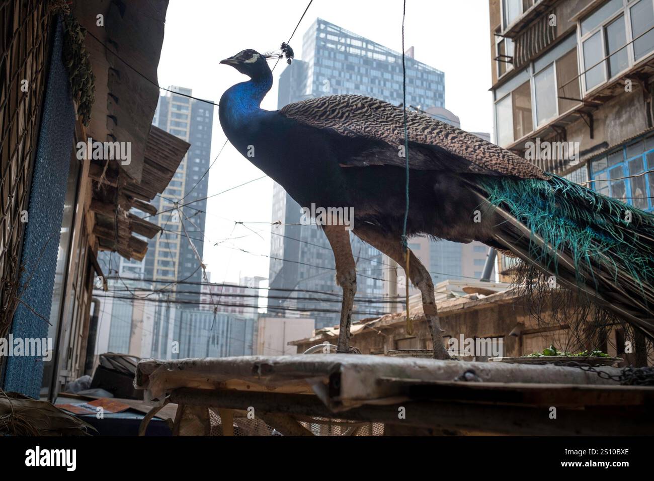 China, Yantai, 2017-05-30, street, city, peacock, attached peacock, old ...