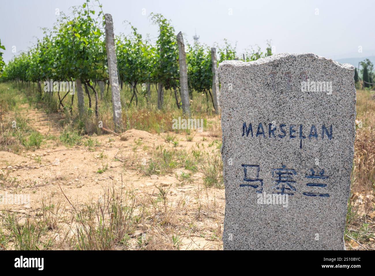 China, Yantai, 2016-05-30, vines, wine, landscape, vineyard, chinese ...