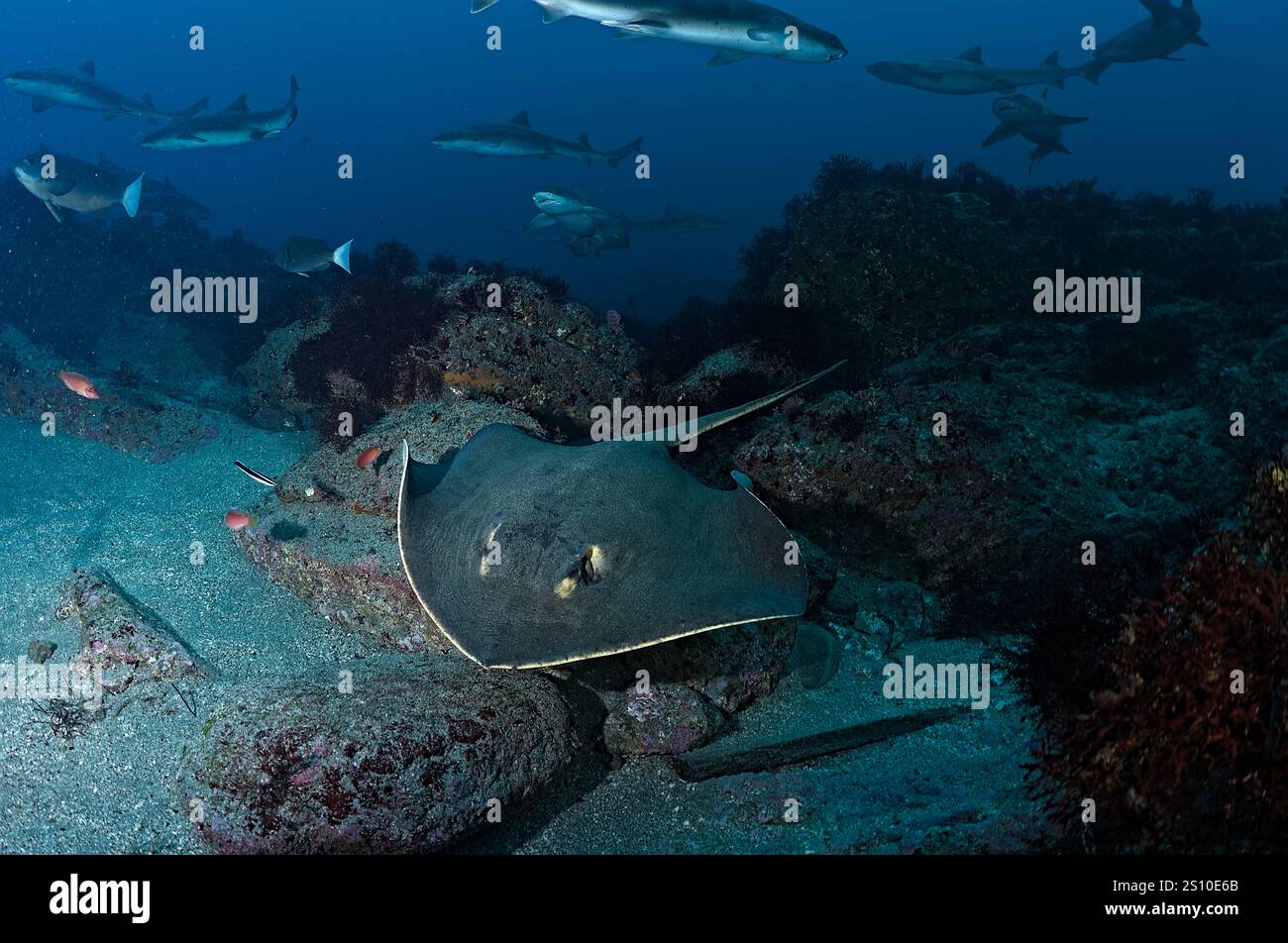 Bathytoshia brevicaudata and Triakis scyllium Stock Photo - Alamy