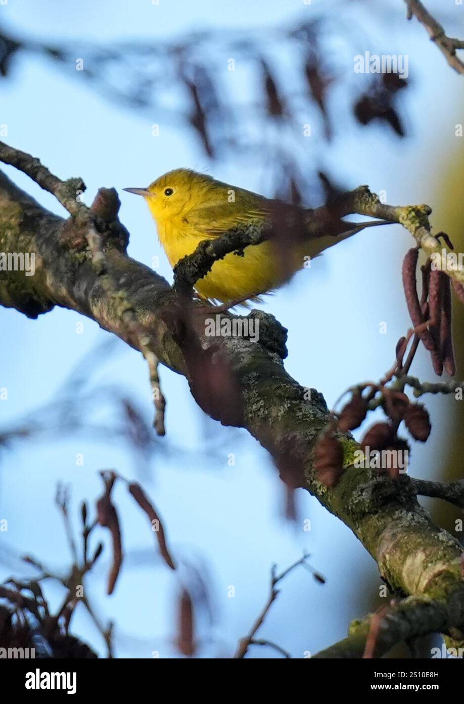 An American yellow warbler bird sits in an alder tree near New Hythe in ...